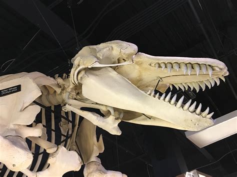 Mounted Killer Whale Skeleton At The Museum Of Osteology In Orlando