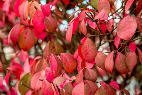How To Grow And Care For Burning Bush
