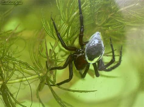 Water Spider Spiderpedia