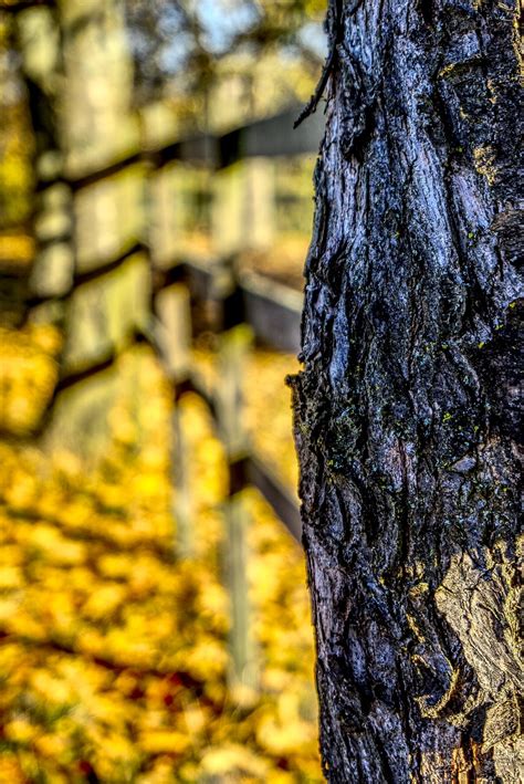 Tree Trunk Leaves Fall Autumn Free Photo On Pixabay Pixabay