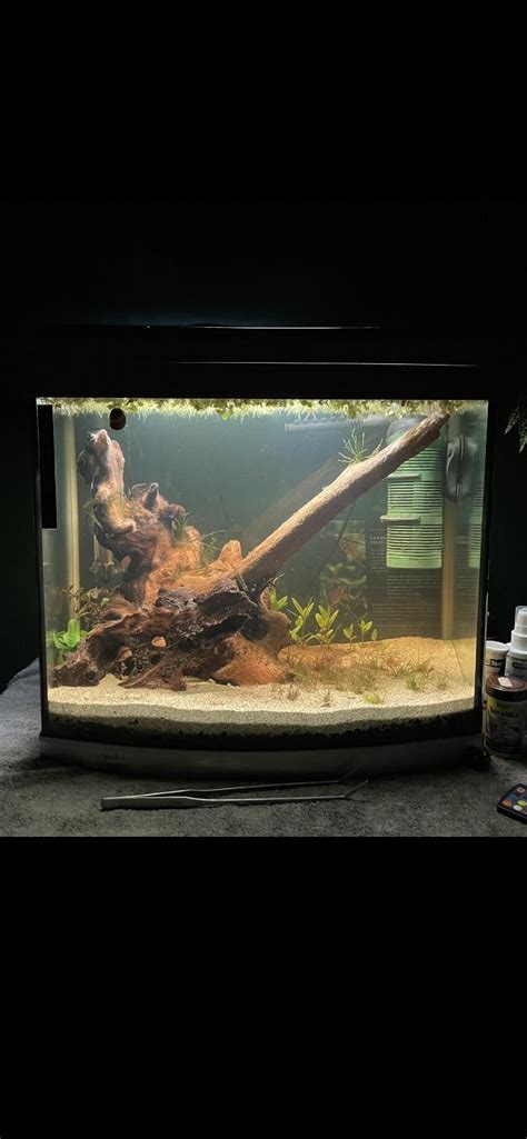 Have I Made A Fatal Snail Error Raquariums Have I Made A Fatal Snail Error Raquariums