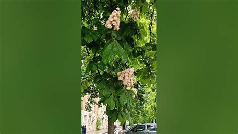 باران بهاری Youtube