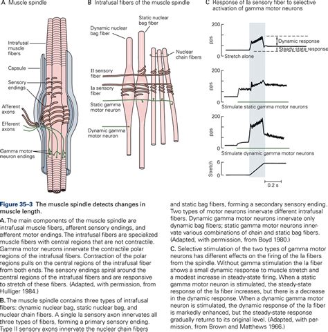 Somatosensory Receptors KINES 531 Neural Control Of Movement