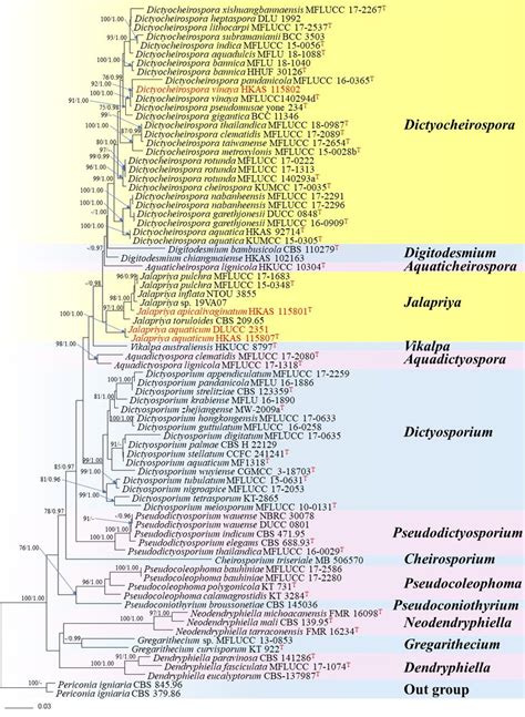raxml tree generated from combined lsu its tef1 α and ssu sequence