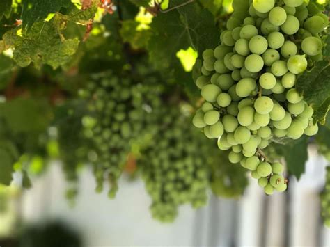 Chardonnay