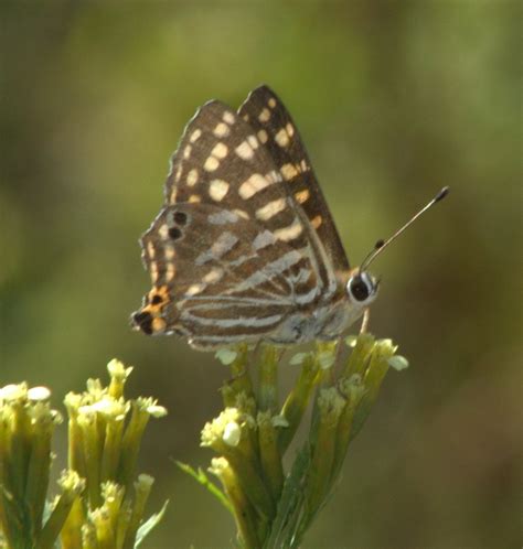 Dodona Durga Dodona Durga Picture Insect