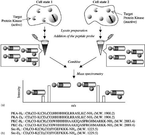 A Schematic Outline Of The Protein Kinase Activity Assay System Using Download Scientific
