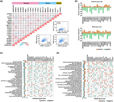 Oncogenic Pathways Regulated By M⁶a Regulators In Ovarian Cancer A