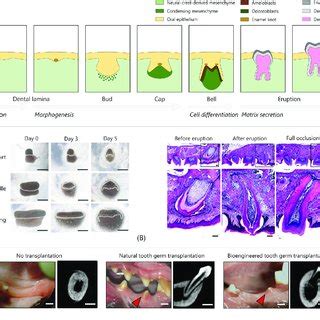 PDF Scaffold Based Developmental Tissue Engineering Strategies For