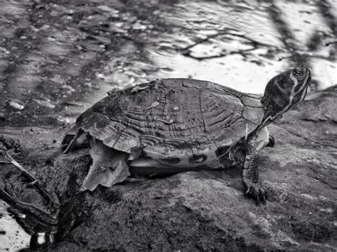 Premium Photo Big Turtle