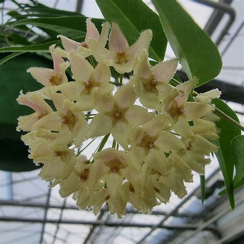 Hoya Pots Plant And Interieur