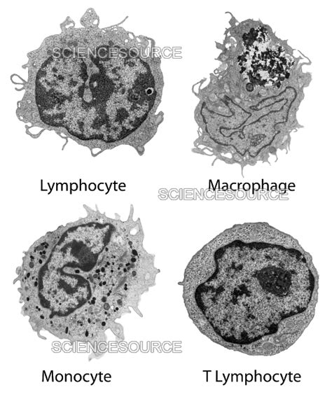 Microscopic View Of White Blood Cells