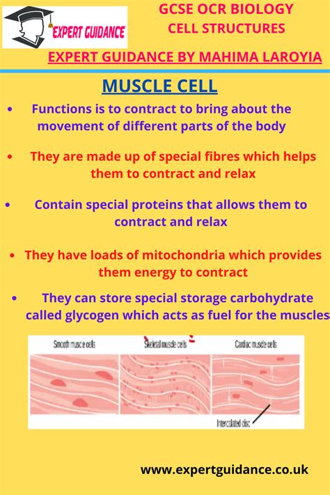 Gcse Ocr Gateway Biology Cell Structures Complete Revision Artofit
