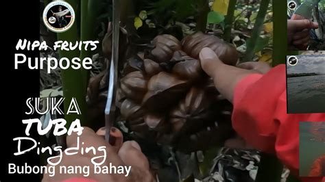 Bunga Ng Sasa Nipa Fruits Bicol Vlog Youtube