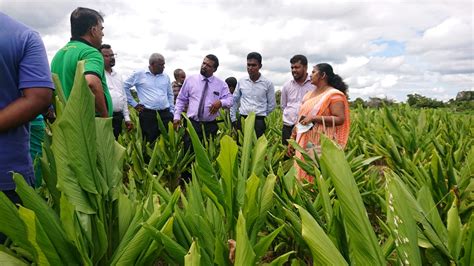 கோமாரியில் சேனைப் பயிர்ச்செய்கைக்கு தடை விதிக்கப்பட்டிருந்த 600 ஏக்கர் காணிகள் விடுவிப்பு