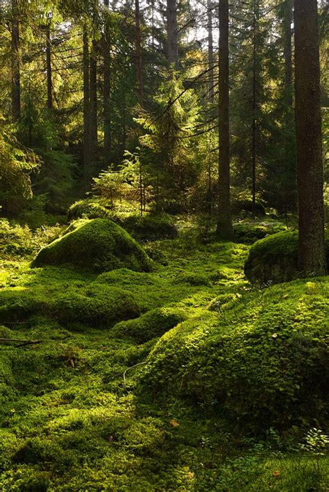 Preserved Moss Walls Artofit