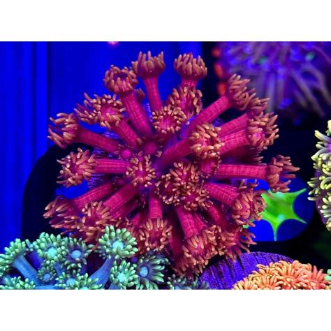 221 Wysiwyg Ultra Red Goni Aquarium Beauties