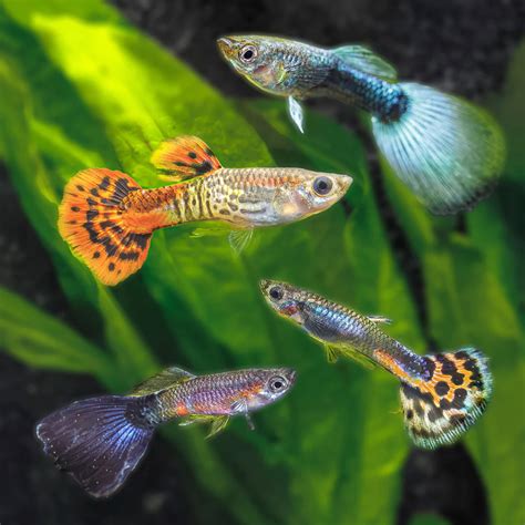 Mixed Guppies Genki Aquatics