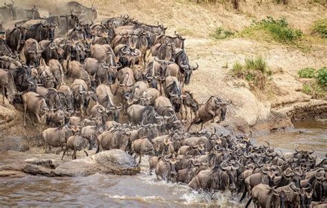 7 Most Interesting Facts About Wildebeest Migration