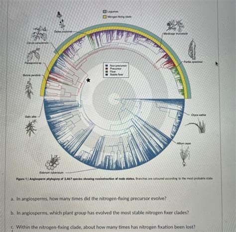 Solved Figure 1 Angiosperm Phylogeny Of 3467 Species
