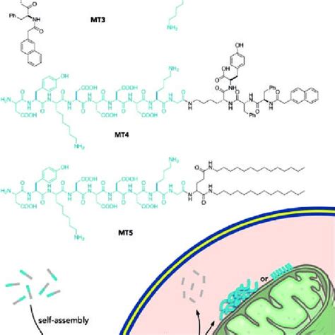 Schematic Presentation Of Mitoflag Based Mitochondria Targeting