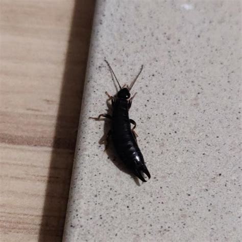 Euborellia Moesta Insect Identification Guide Habitat And Facts