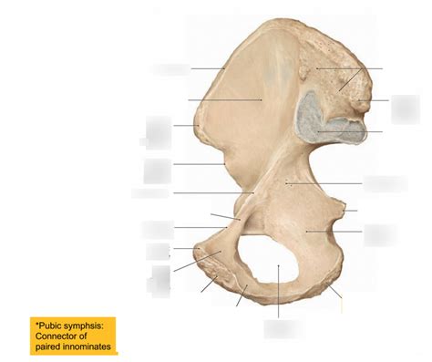 23 Innominate Bonepelvis Bone Labeling Posterior View Diagram Quizlet