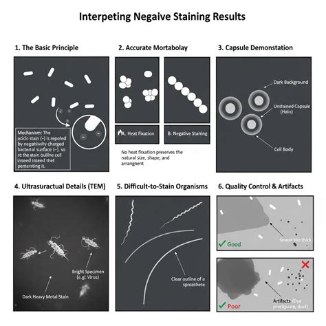 Negative Staining Principle Procedure Result Uses Biology Notes