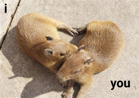 54 Ideias De Capivaras Fofas Capivaras Fotos De Capivara Capivara