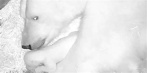 São Paulo Aquarium Announces Birth Of Its First Polar Bear Agência Brasil