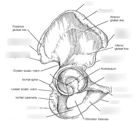 Acetabulum Diagram Quizlet
