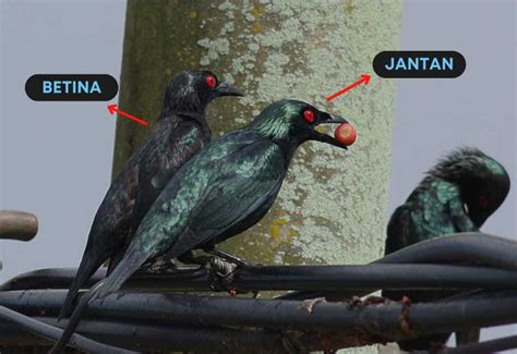 Cucak Keling Habitat Makanan Membedakan Kelamin Dan Mitos