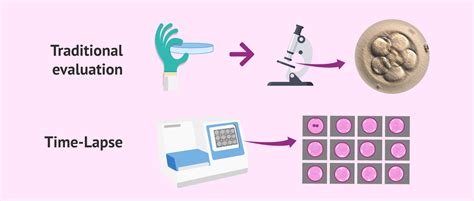 How Is Embryo Quality Evaluated