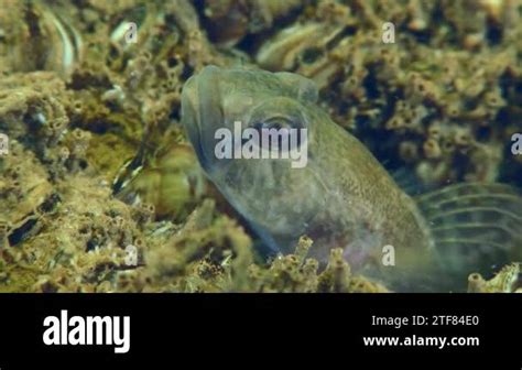 Fish Reproduction A Male Racer Goby Babka Gymnotrachelus Protrudes From Its Burrow And
