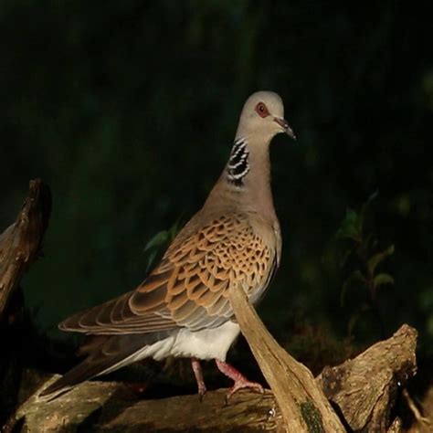 Fifo Distribution Elle Arrive Réservée Aux Curieux De Nature