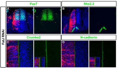 Expression Of Neural Progenitor And Apical Proteins Following Fatj Download Scientific Diagram