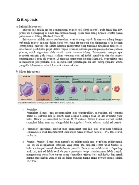 Eritropoesis Pdf