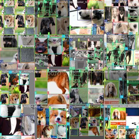 基于YOLOv YOLOv YOLOv YOLOv 的犬种识别系统附完整代码资源 UI界面 PyTorch代码 知乎