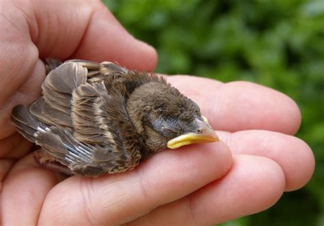 What To Do If You Spot A Fledgling To Rescue Or Not To Rescue Ispca