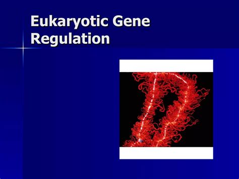 Eukaryotic Gene Regulation Ppt