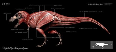 Dinosaurs Anatomica Chart Vitamin Imagination Dinosaur Skeleton
