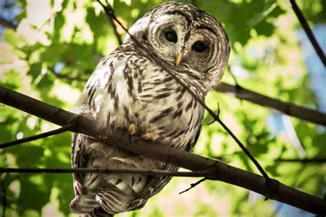 Why Do Owls Have Big Eyes At Betty Sansbury Blog