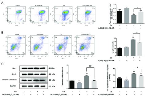 The Effects Of Lα 25 Oh 2 D 3 On Mitochondrial Membrane Potential