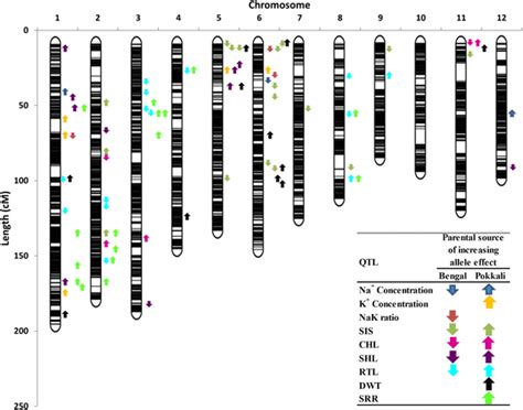 Molecular Genetic Map Showing The Positions Of Qtls For Nine Traits Download Scientific Diagram