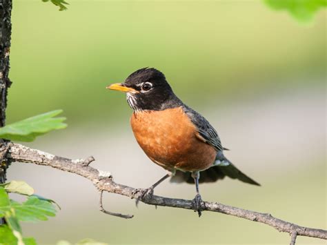 American Robins Instagram Twitter And Facebook On Idcrawl