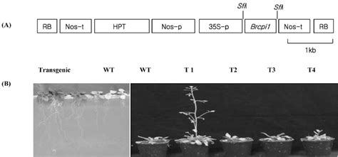Vector Construction And Transformation A Ti Plasmid Vector