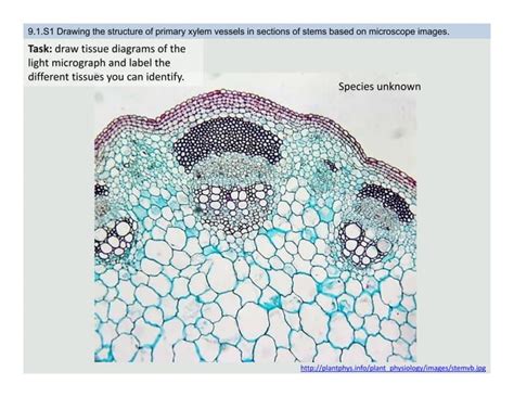 Xylem Transport In Plants Ibdp Biology Pdf