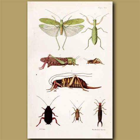 Grasshopper Praying Mantis Tree Weta Genuine Antique Print For Sale