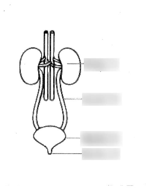 Excretory System Labeling Diagram Quizlet