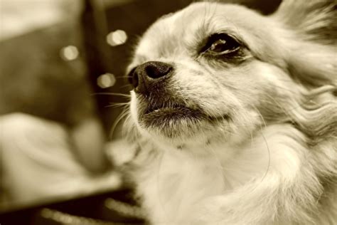 PythonでXMLを使ったDOMを操作 つのライブラリの使い方を解説